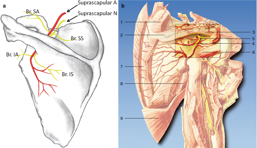 Suprascapular Nerve Block | SpringerLink
