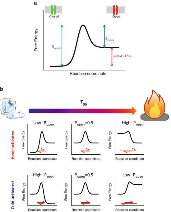 TRP Channels and Thermosensation | SpringerLink