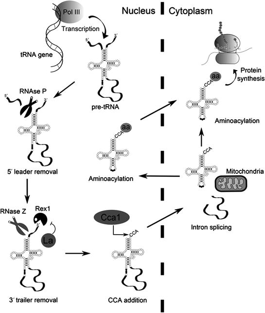 Biogenesis and Evolution of Functional tRNAs | SpringerLink