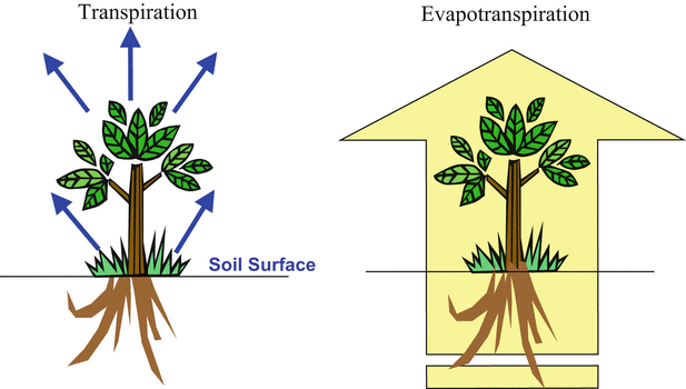 Evapotranspiration | SpringerLink