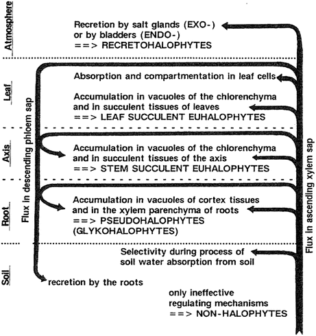 Halophyte Definitions and Classifications | SpringerLink