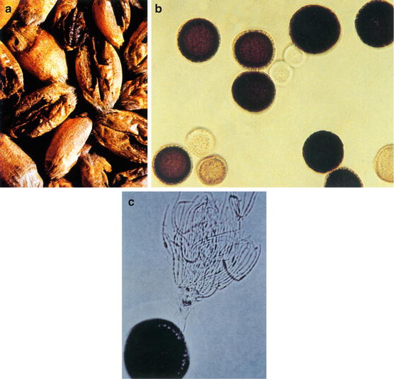 Spike Diseases Caused by Fungi | SpringerLink