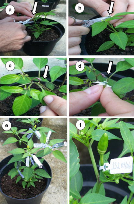 Genetics and Breeding of Chili Pepper Capsicum spp. | SpringerLink