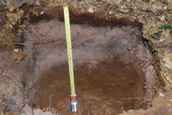 Albic Horizon | SpringerLink