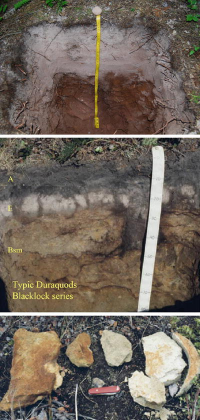Ortstein and Placic Horizons | SpringerLink