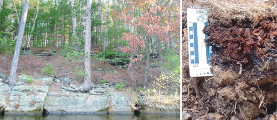 Histic and Folistic Epipedons | SpringerLink