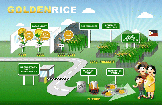 Biofortification: Vitamin A Deficiency and the Case for Golden Rice ...