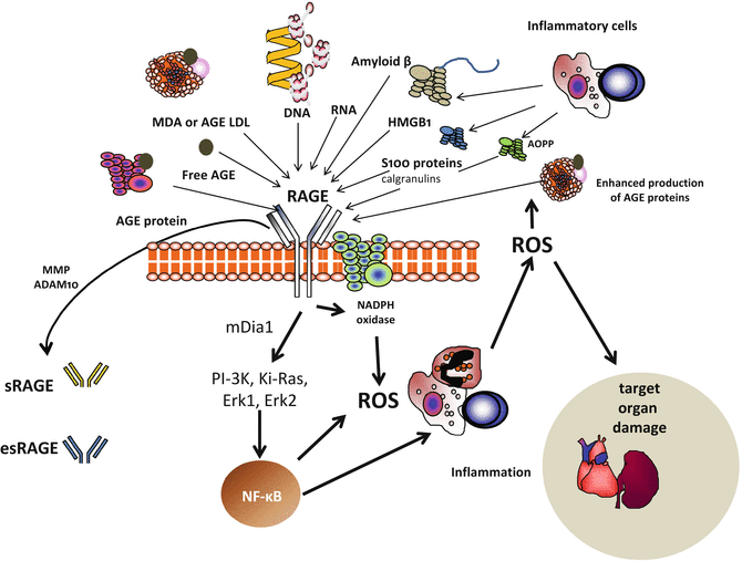 The Axis AGE-RAGE-Soluble RAGE and Oxidative Stress in Chronic Kidney ...