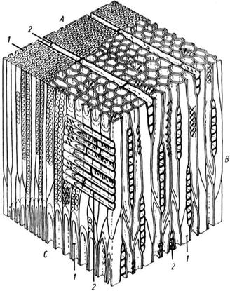 The Anatomical Structure of Wood | SpringerLink