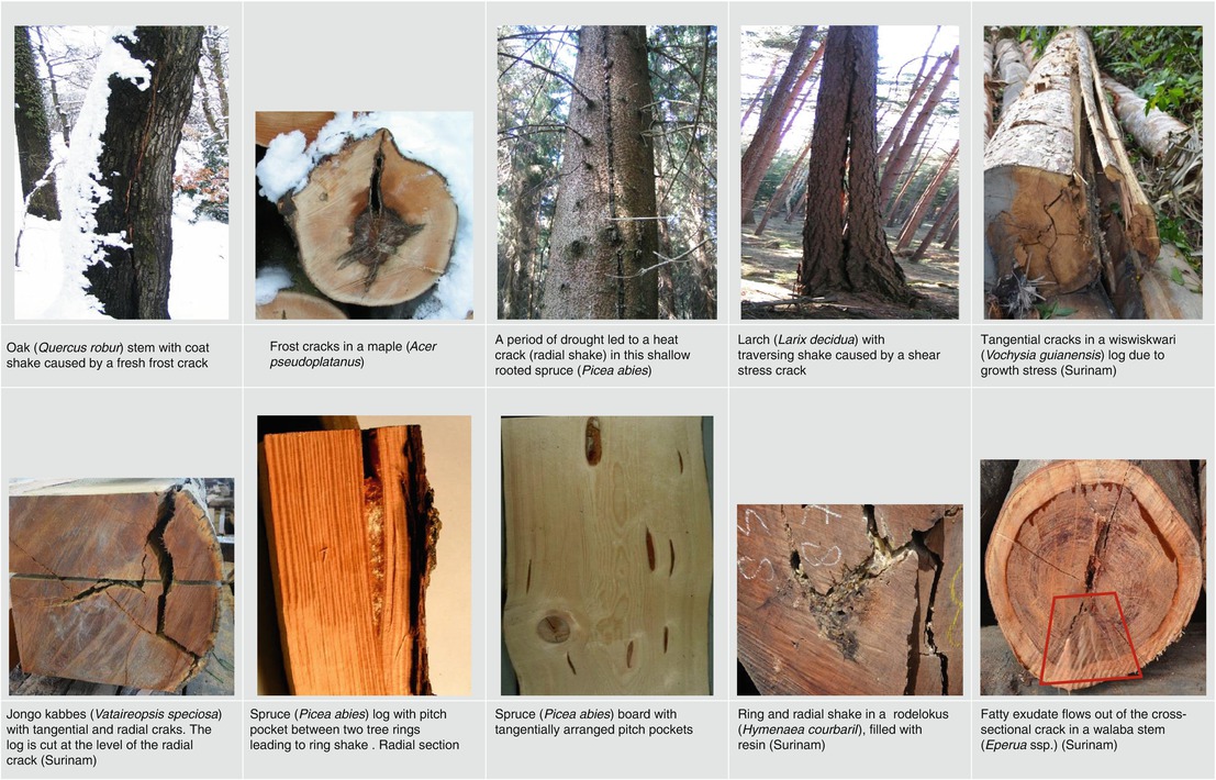 Overview of Cracks/Shake Forms and Causes | SpringerLink