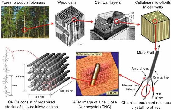 Nanofibrillated Cellulose: Sustainable Nanofiller with Broad Potentials ...