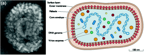 Smallpox | SpringerLink