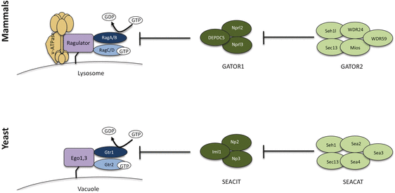 Rag GTPases | SpringerLink