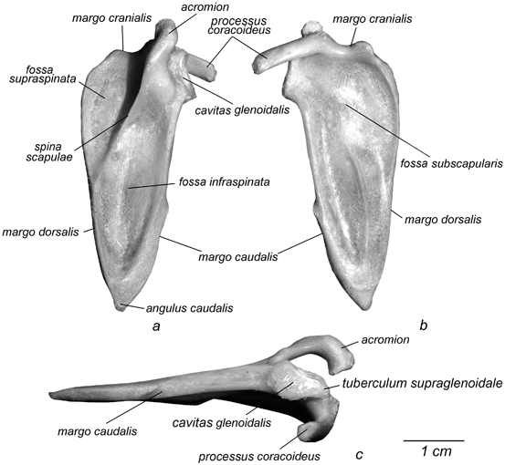 Forelimb Morphology of Bats | SpringerLink