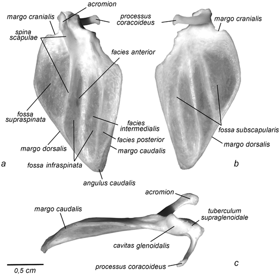 Forelimb Morphology of Bats | SpringerLink