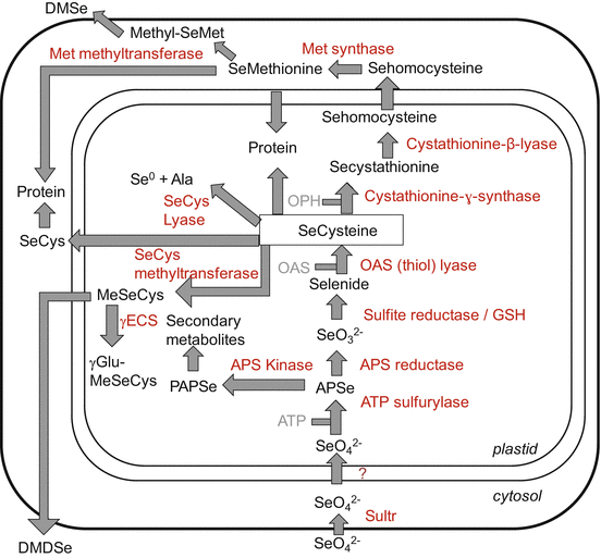 Selenium in Plants | SpringerLink