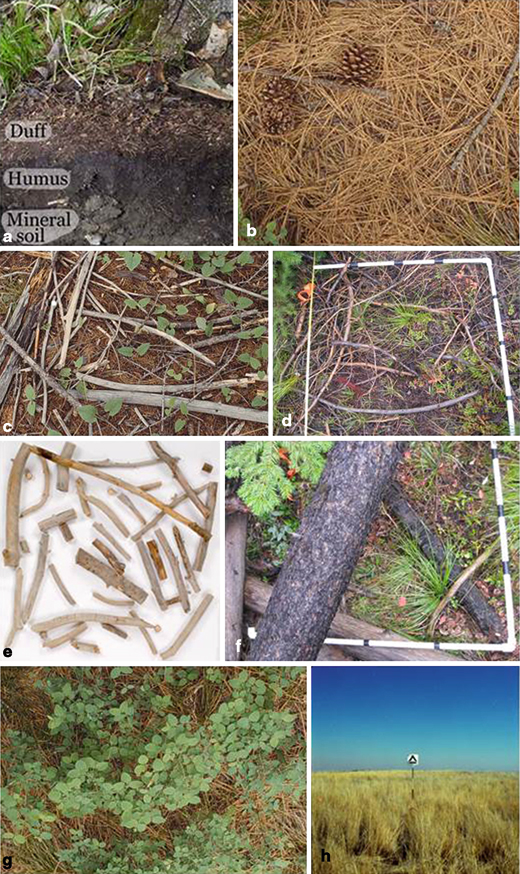 Surface and Ground Fuels | SpringerLink