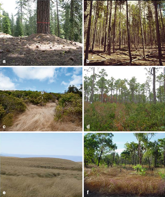 Surface and Ground Fuels | SpringerLink