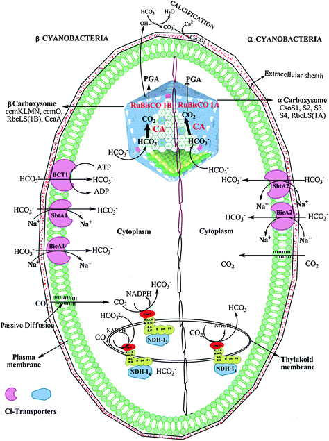 Carbon-Concentrating Mechanism of Cyanobacteria | SpringerLink
