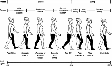 Synthesis of a Mechanism for Human Gait Rehabilitation: An Introductory ...