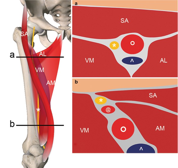 Adductors, Gracilis, and Pectineus | SpringerLink