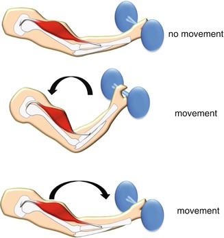 Normal Anatomy and Biomechanics | SpringerLink
