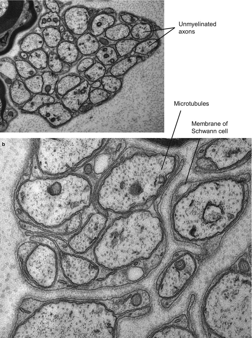 Ultrastructure of Myelinated and Unmyelinated Axons | SpringerLink