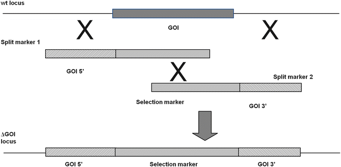 Efficient Generation of Aspergillus niger Knock Out Strains by ...