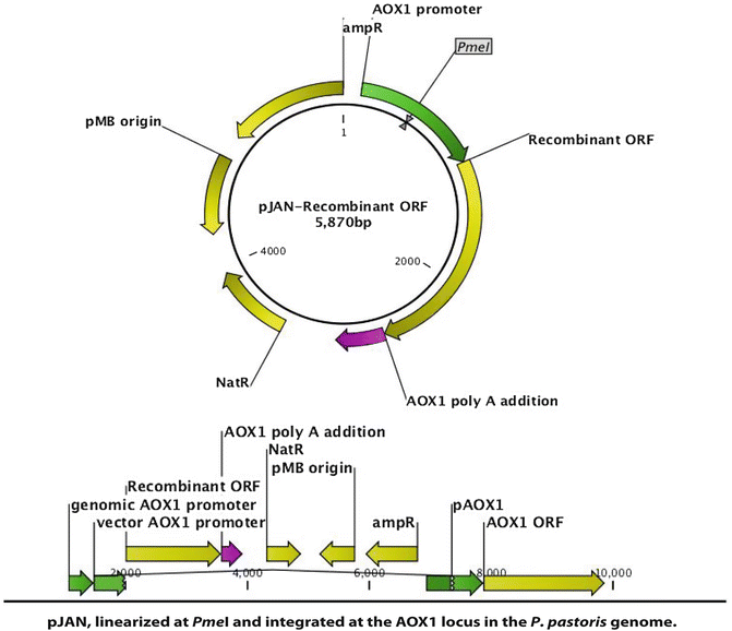 Electroporation of Pichia pastoris | SpringerLink