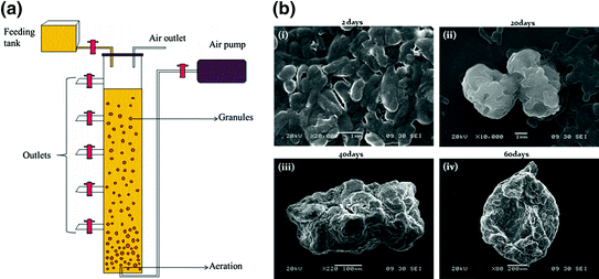 Bacterial Degradation of Textile Dyes | SpringerLink