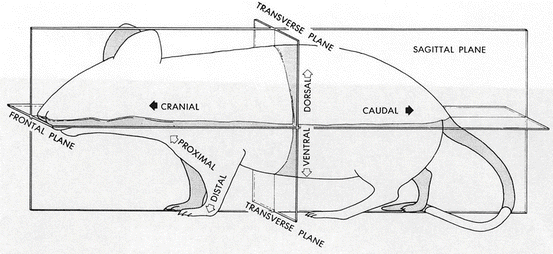 Various Surgical Procedures in Rodents | SpringerLink