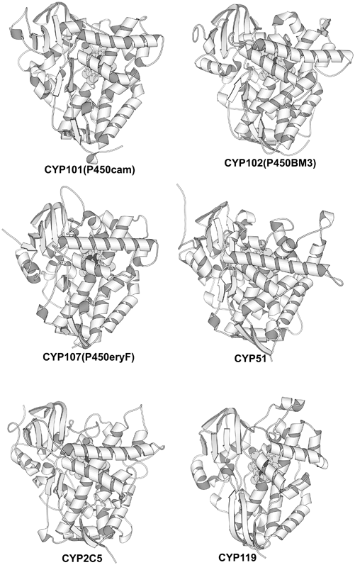 Structures of Cytochrome P450 Enzymes | SpringerLink