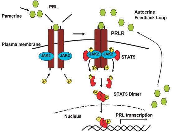 A Positive Feedback Loop Between Prolactin and Stat5 Promotes ...