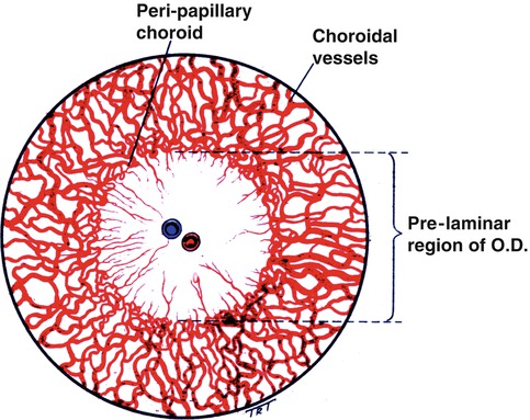 Blood Supply of the Optic Nerve Head | SpringerLink