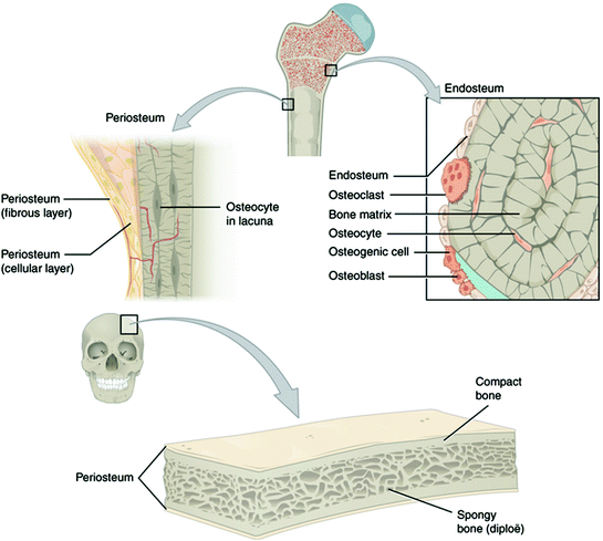 Biomimetic Scaffolds For Craniofacial Bone Tissue Engineering