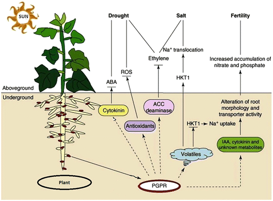 Role of PGPR in Soil Fertility and Plant Health | SpringerLink