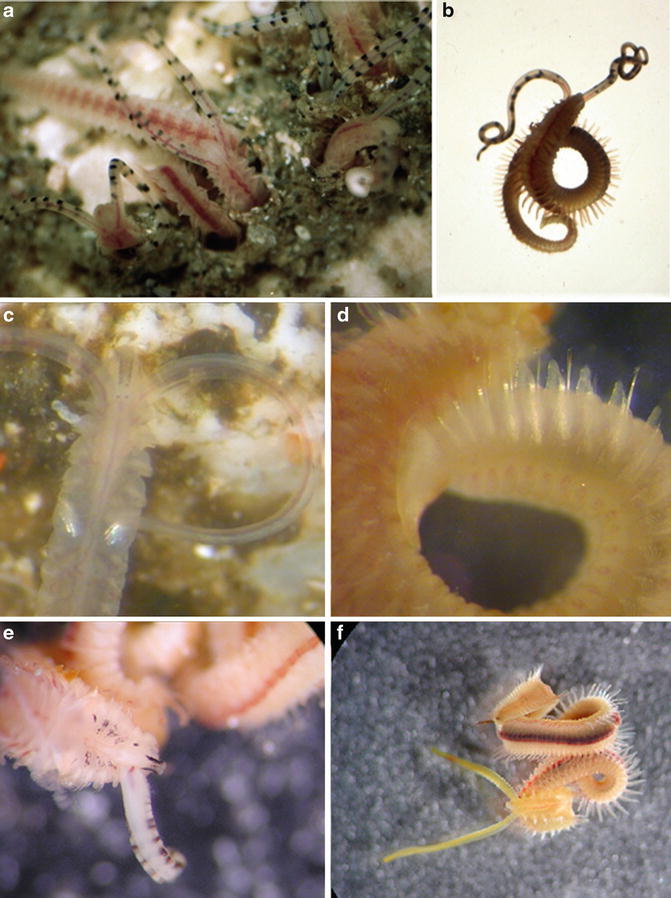 Harmful Shell Borers, Polydora Species (Polychaeta: Spionidae), from ...