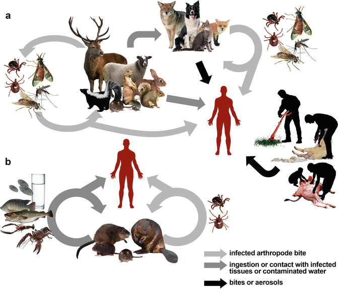 Plague and Tularemia | SpringerLink