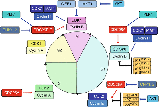 Cell Cycle Control | SpringerLink