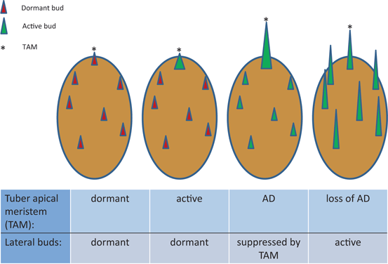 Bridging Dormancy Release and Apical Dominance in Potato Tuber ...