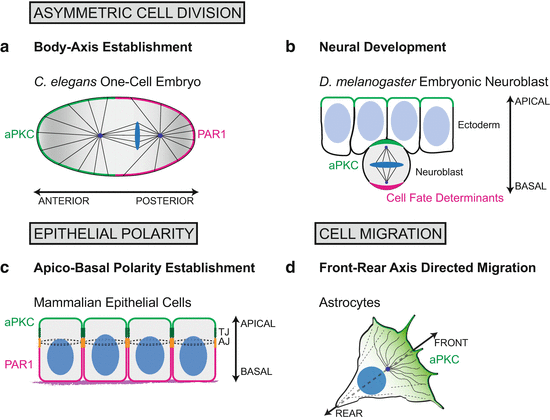 The PAR3-aPKC-PAR6 Complex | SpringerLink