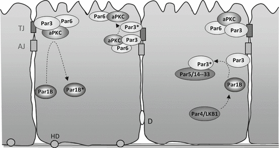 Par Proteins in Tumor Formation and Progression | SpringerLink