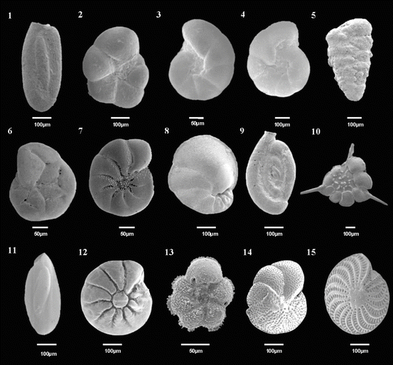 Calcareous-Walled Microfossils | SpringerLink
