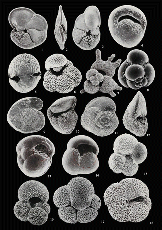 Calcareous-Walled Microfossils | SpringerLink