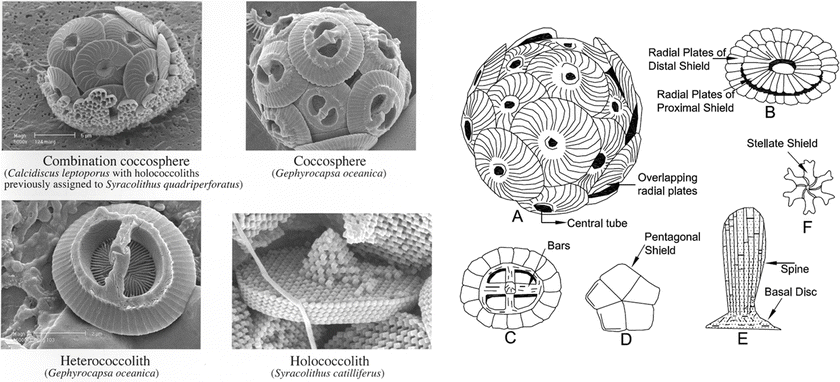 Calcareous-Walled Microfossils | SpringerLink