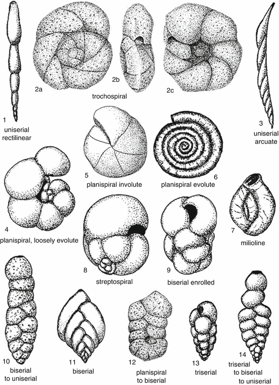 Calcareous-Walled Microfossils | SpringerLink