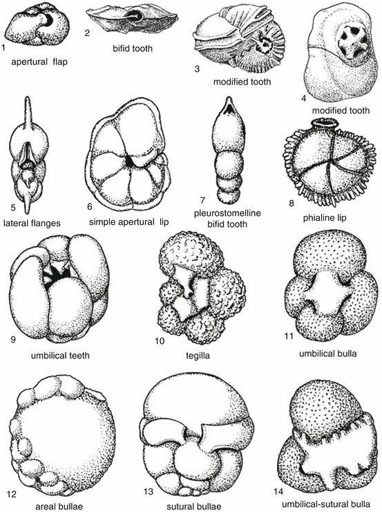 Calcareous-Walled Microfossils | SpringerLink
