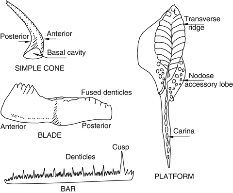 Phosphatic Microfossils | SpringerLink