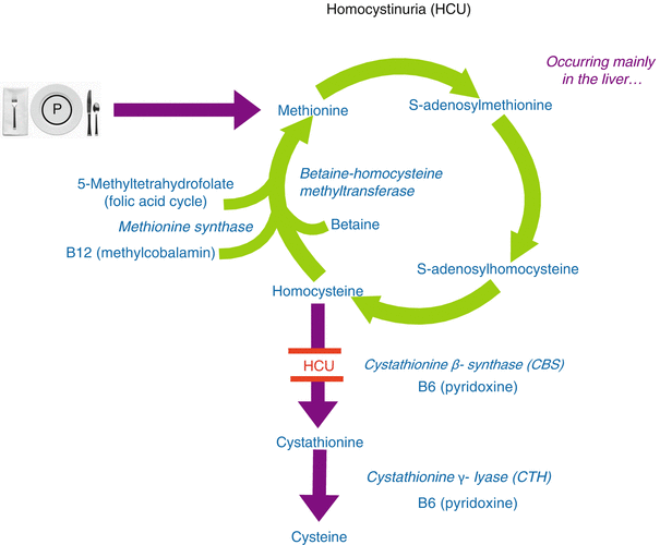 Homocystinuria: Diagnosis and Management | SpringerLink