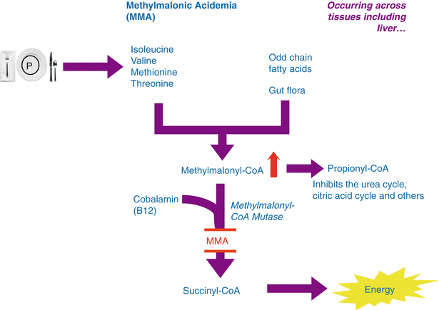 Nutrition Management of Propionic Acidemia and Methylmalonic Acidemia ...